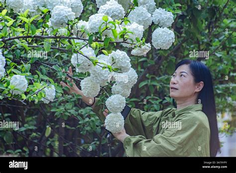 Hydrangea Flowers Burst Into Bloom In Ganzhou City East Chinas