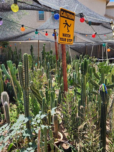 Come One Come All To The Cactus Circus 🌵🎪 My 30 Shade Gives Me