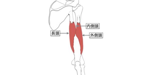上腕三頭筋の起始・停止、支配神経からストレッチ、トレーニング 理学療法士・作業療法士・言語聴覚士の求人、セミナー情報なら【post】