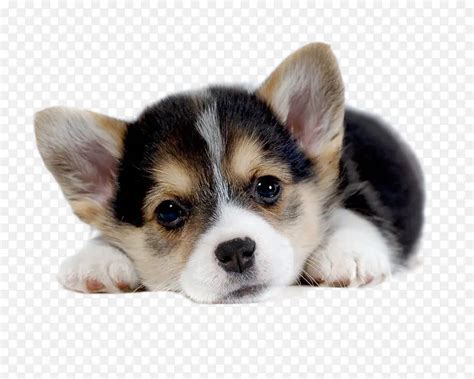 一只呆萌可爱的柯基犬PNG图片素材下载 图片编号qgdxobwy 免抠素材网