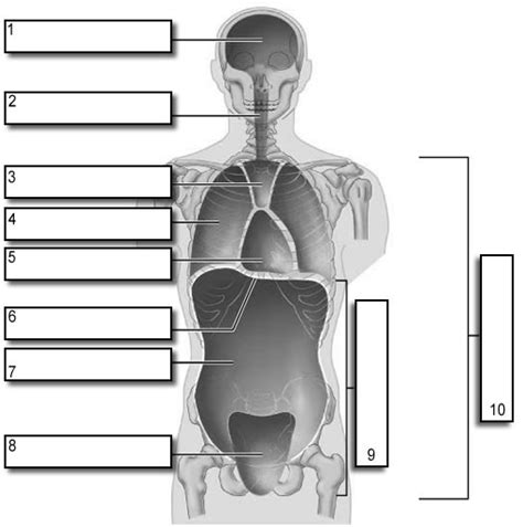 Body Cavities Diagram Quizlet