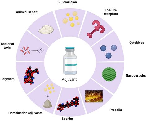 Frontiers The Combination Of Vaccines And Adjuvants To Prevent The