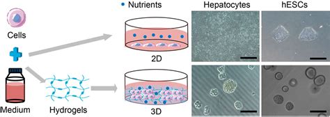 Frontiers 3d Cell Culture Model From Ground Experiment To