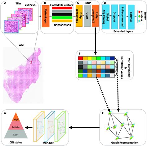 Overview Of Mlp Gat Architecture The Mlp Generates Tile Feature Vectors Download Scientific
