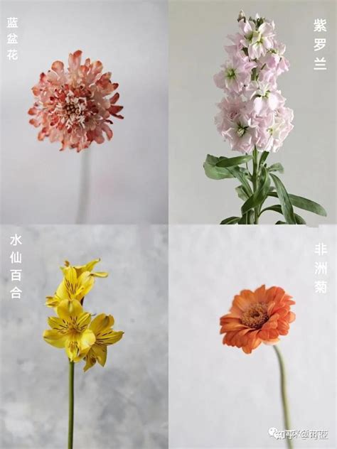 花材分享一次认识100 种花材 知乎