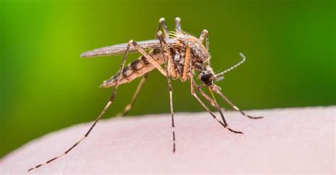 Zika Treatment Online Amwell For Patients
