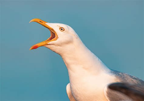Drones And Fines In The Fight Against Seagulls The Portugal News