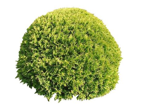 Shrub Rendering