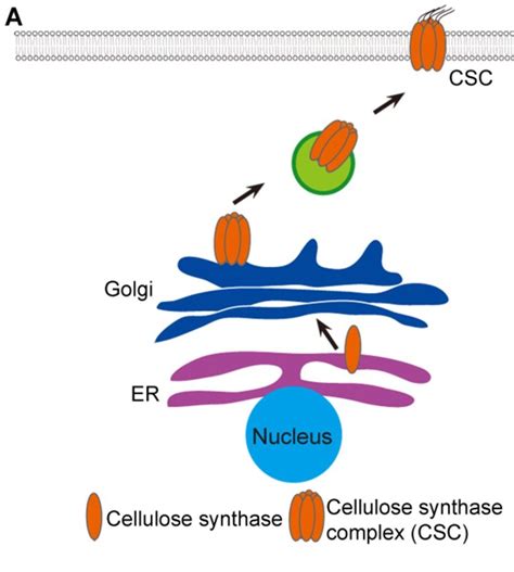 Point Mutations In The Catalytic Domain Disrupt Cellulose Synthase