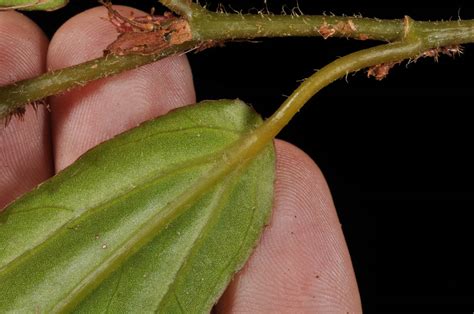 Begonia Plant5 Begoniaceae