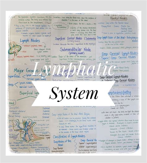 Lymphatic System Study Sheets For Dental Hygiene Students Etsy