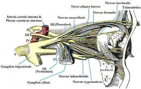 Nervus olfactorius | Medical anatomy, Plexus products, Anatomy
