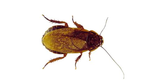 Lobster Cockroach Facts Quick Overview