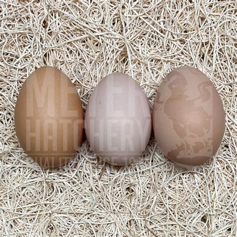 Hatching Eggs