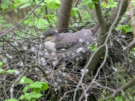 Sparrowhawk Nesting Behaviour Eggs Location Birdfact