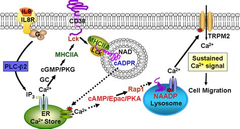 Schematic Pathway Of Il 8 Mediated Naadp Formation By Cd38 In Lak