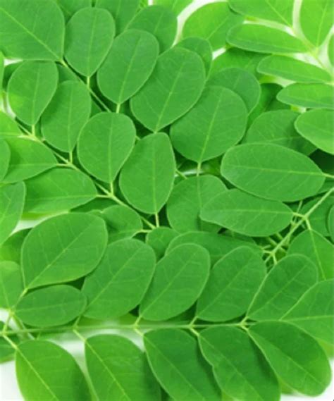 Green Drumstick Murungai Keerai Leaves Packaging Type Packet Grade Medicine Grade At ₹ 416