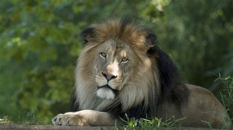 சிறுத்தை பற்றிய சில தகவல்கள் Tamilxp