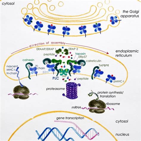 Topologic Biochemistry Of Mhc Class I Assembly And Intracellular