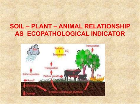 Soil Plant Animal Relationship Ppt