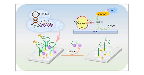Programmable T Junction Structure Assisted CRISPR Cas12a