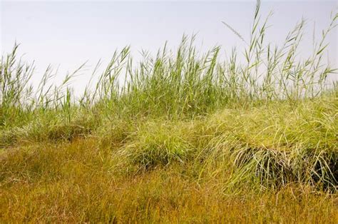 93000 Long Wild Grass Pictures