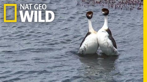 These Birds Have A Sexy But Bizarre Dance Routine Nat Geo Wild Youtube
