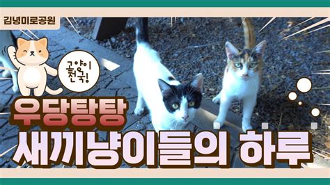 제주도 김녕미로공원 관광지 새끼 고양이들의 하루 일과 Youtube
