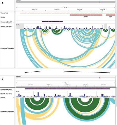 Visualization Of RNA Structure Models Within The Integrative Genomics