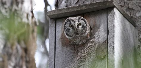 Attract Owls To Your Backyard