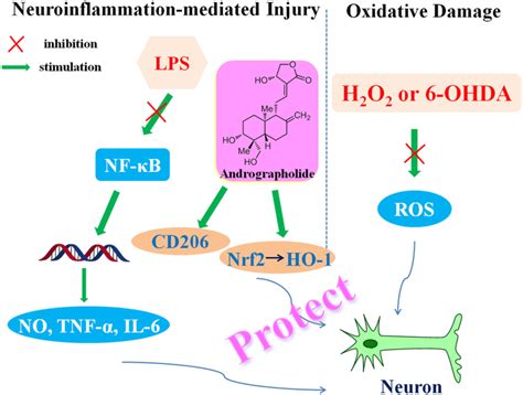 Diagram Summarizing The Neuroprotection Of Andrographolide Download Scientific Diagram