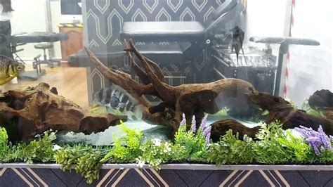 Arowana Community Tank Youtube