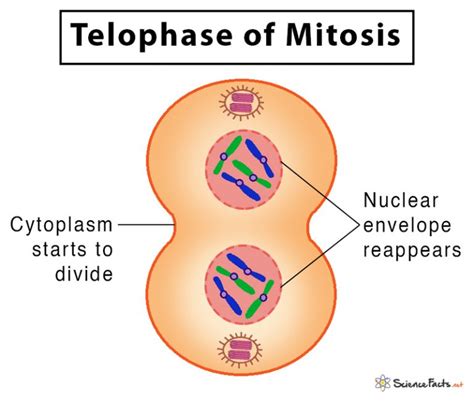 Telophase I