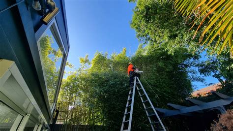 Expert Tree And Hedge Pruning Services In Inner West Sydney Trees Company