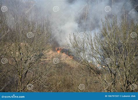 Fire Is Burning Dry Grass On The Forest Rising Smoke Stock Image