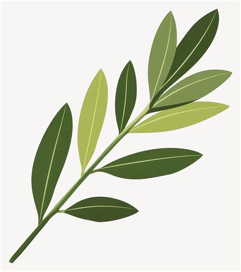 Green Olive Leaf Illustration Plant Free Vector Rawpixel