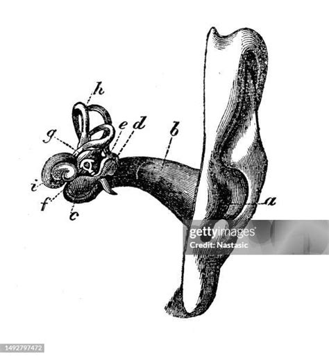 Human Ear Diagram High Res Vector Graphic Getty Images