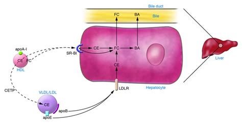 Jci Molecular Regulation Of Hdl Metabolism And Function Implications