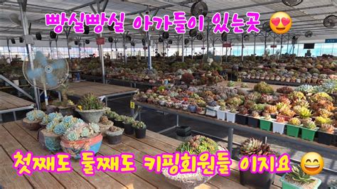 회원이 우선인 키핑장 이쁜아가들 키우시려 키핑장 찾으신다면 여기는 어떠신가요 어딜가나 환경이 우선이어야 합니다 묵둥이 창