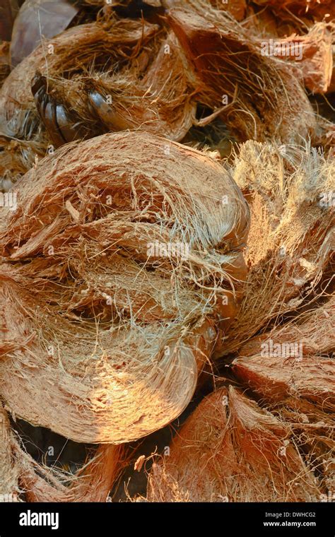 Coconut Husk Hi Res Stock Photography And Images Alamy