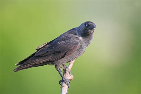 Premium Photo Unusual Western Jackdaw Coloeus Monedula