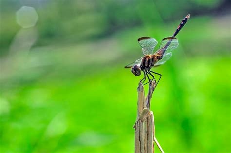 잠자리와 나비 네이버 블로그