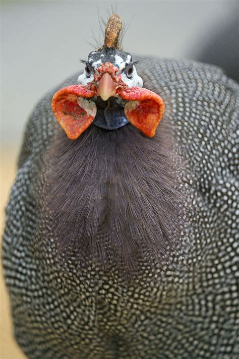 Guinea Hen What Is A Guinea Fowl Eggs And All You Need To Know Complete