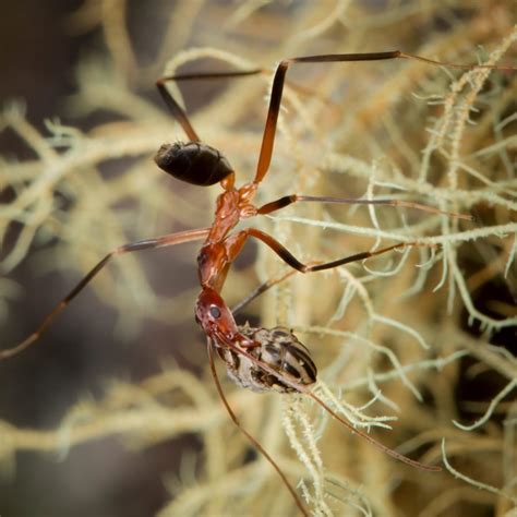 Spider Ants Archives Australian Geographic