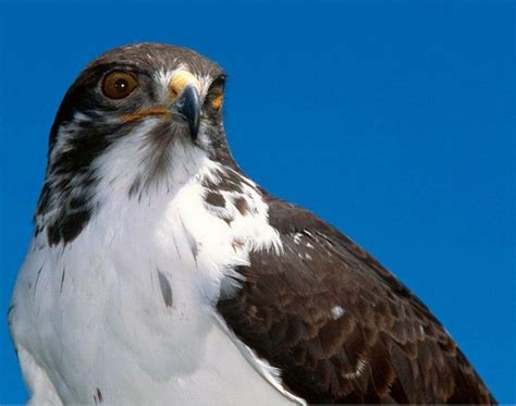 山鹰图册360百科