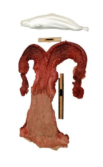 Drost Project The Visual Guide To Cetacean Reproduction Reproductive