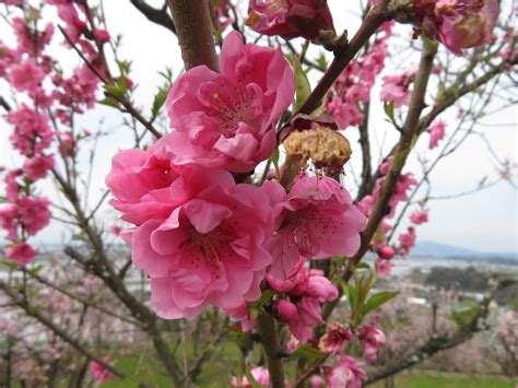 桃の花 しらぬいのがね