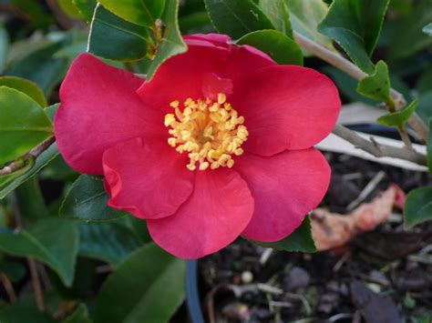 Camellia Sasanqua Crimson King Camélia Sasanqua Crimson King