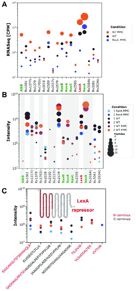Proteomics Profiles Of Mycobacterium Tuberculosis Strains Cultured In Download Scientific