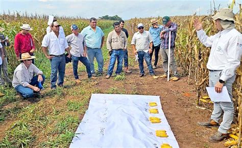 Anapo Resalta Prácticas De Nutrición De Cultivos Atb Digital
